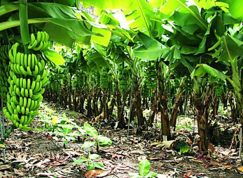 El banano colombiano será protagonista en Expo Dubái - En nuestro campo