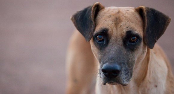 Día Internacional del Perro Callejero: Por una adopción responsable ...