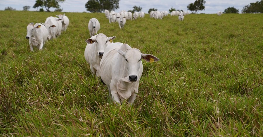 Manejo integrado de pasturas mejoradas compensa tres veces emisiones de ...