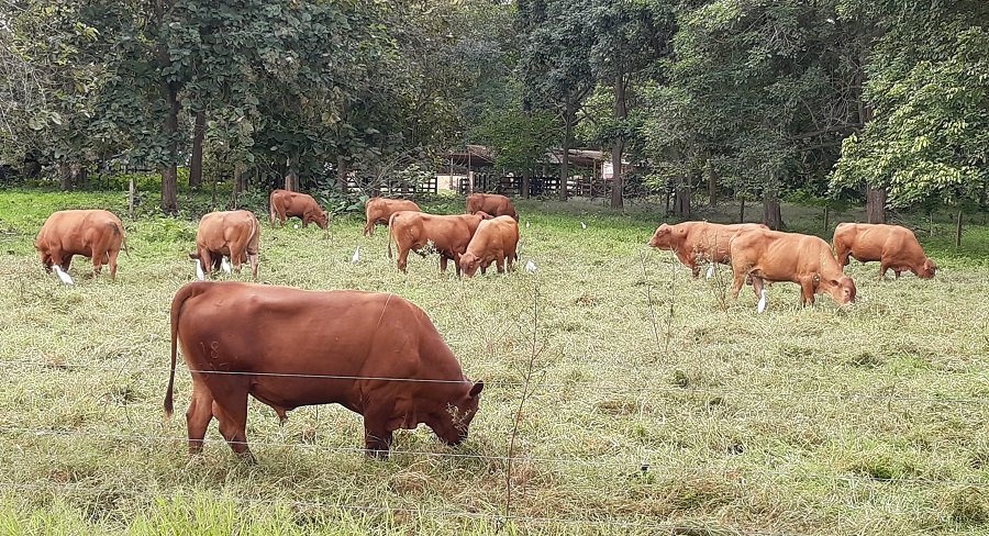 El Romosinuano, patrimonio genético, alimenticio y nutricional de ...