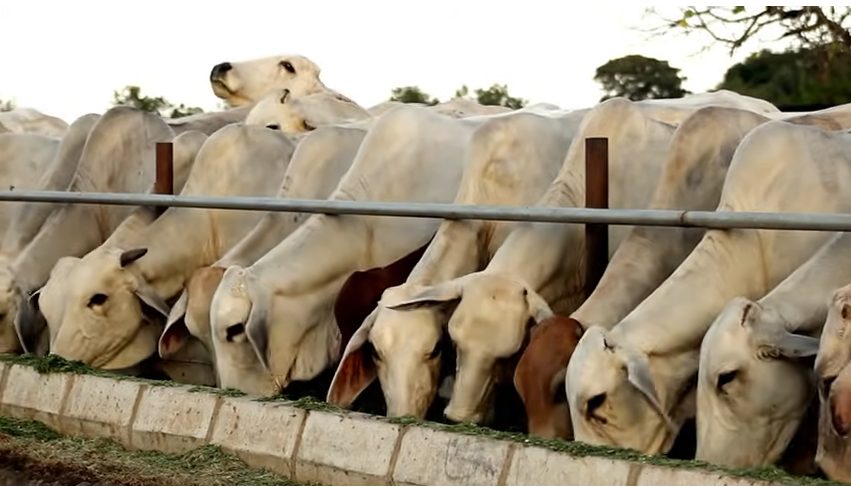 Colombia entrará a la producción ganadera feedlot sostenible - En ...