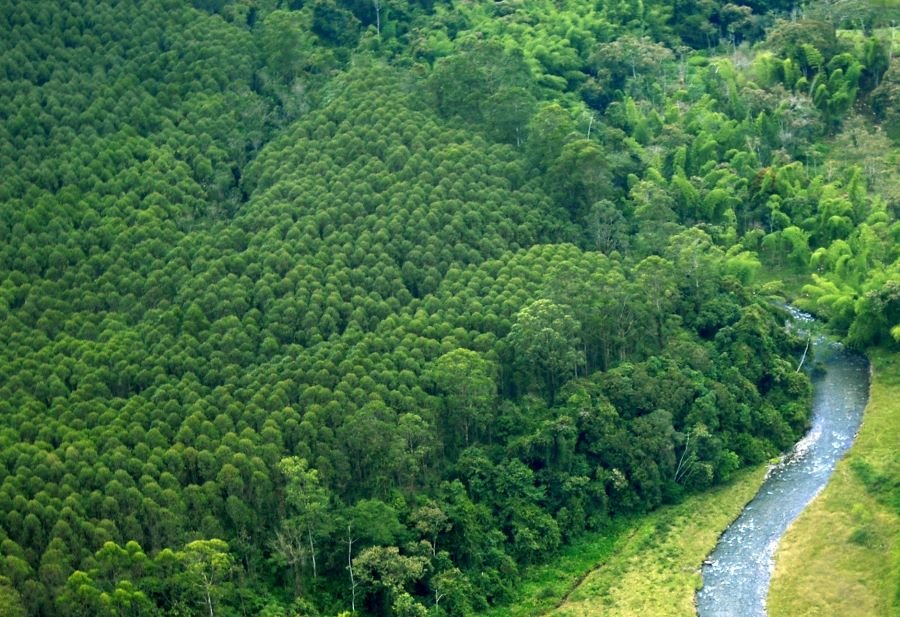Plantaciones forestales comerciales de pino y eucalipto sirven de ...