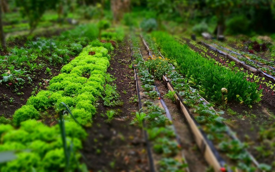 En marcha Mapeo Nacional de Iniciativas y Procesos Agroecológicos - En ...