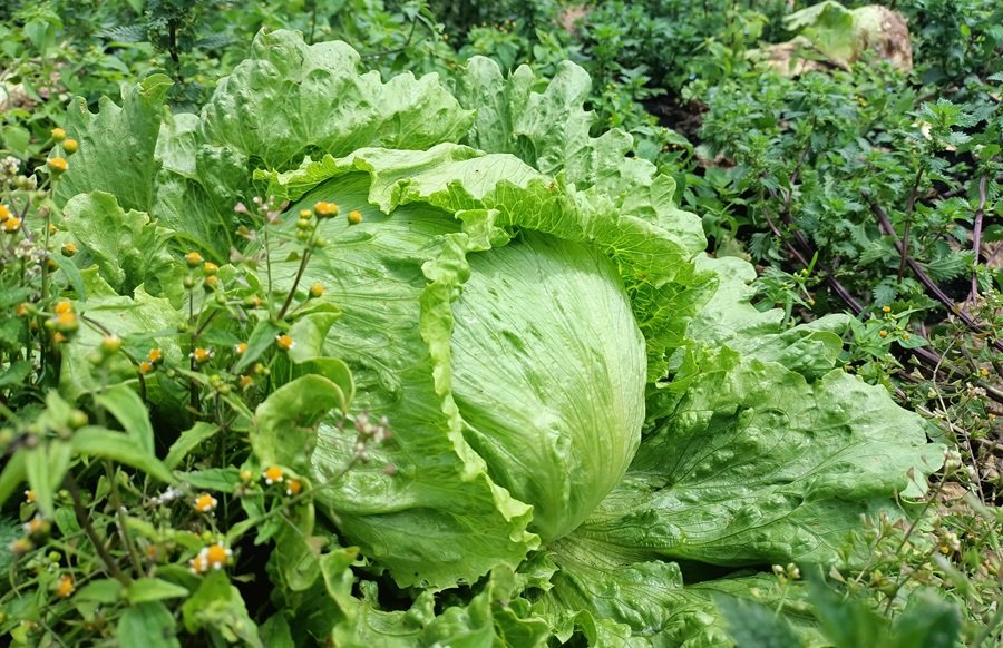 Los SPG, una certificación alternativa de origen territorial con ...