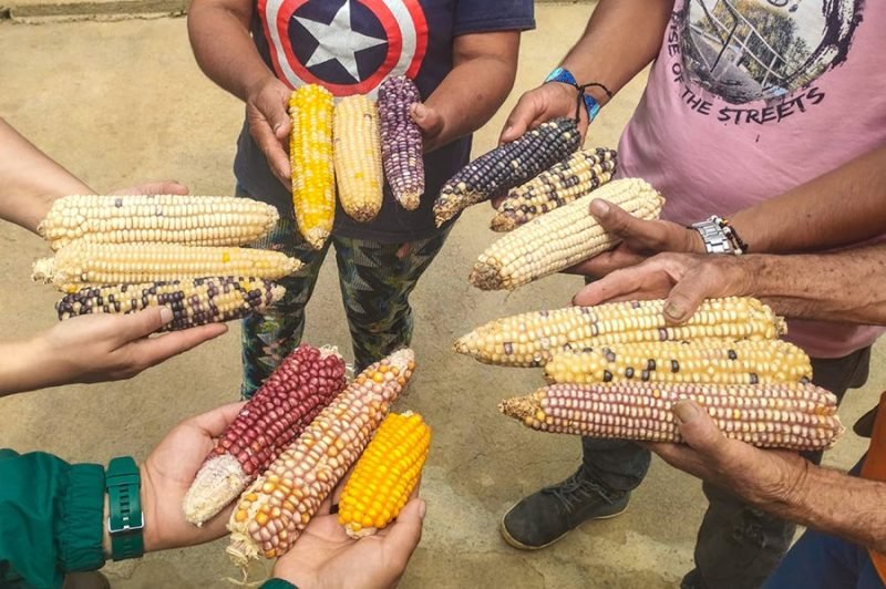 Arracacha, balú y calabazas, "comidas poderosas" resguardadas por ...